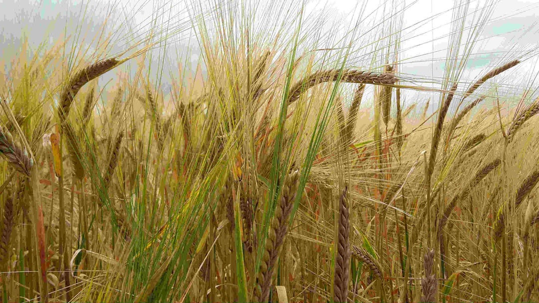 Sunshine Hulless Barley Seeds: 250+ Heirloom Organic Grain - Etsy