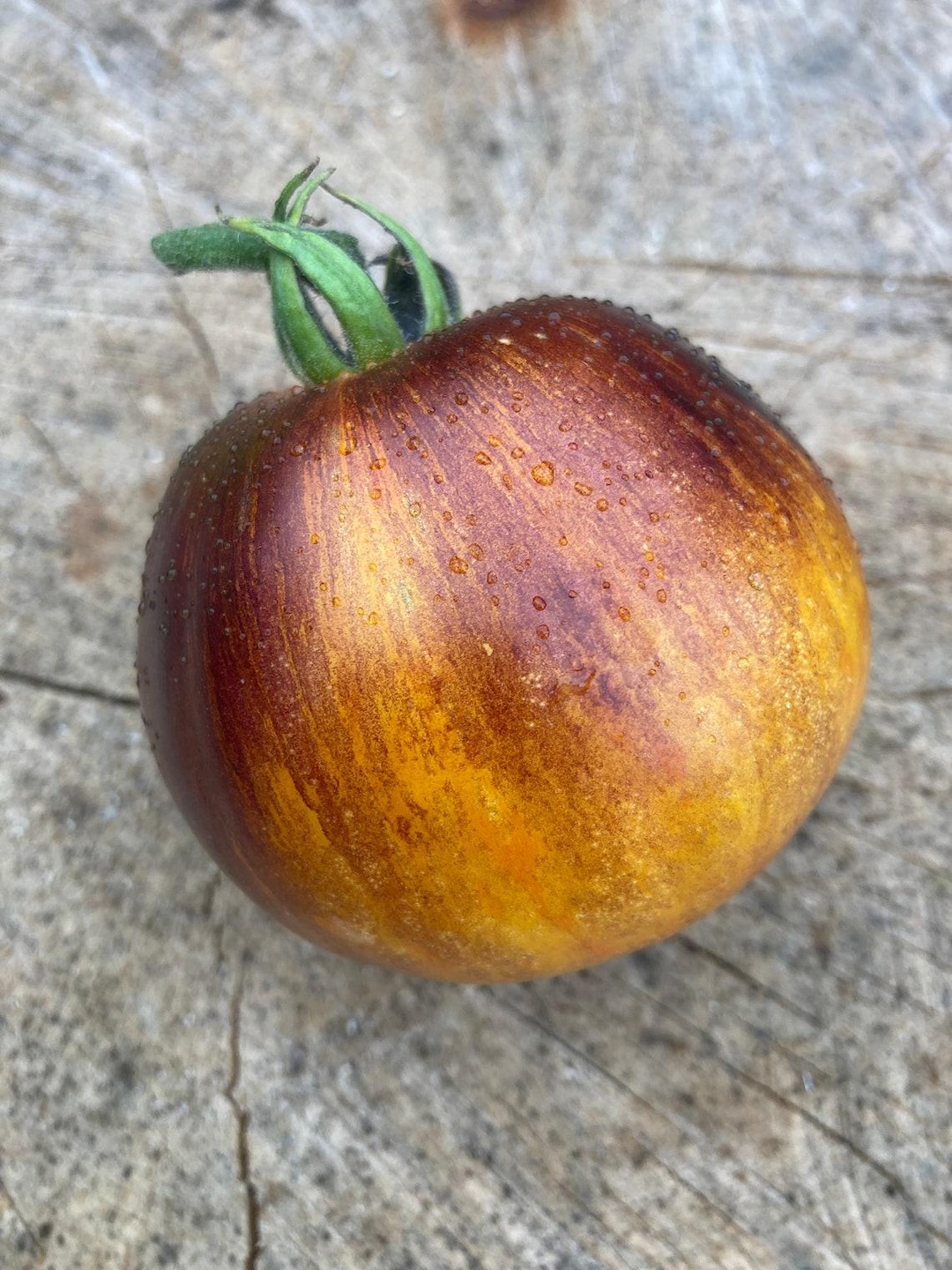 Alice's Dream Tomato Seeds: Organic Heirloom, Open Pollinated - Etsy