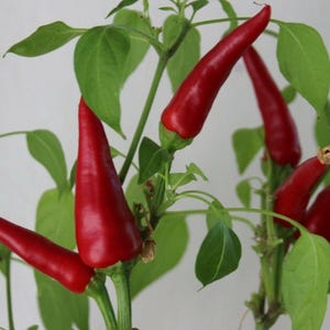 Mirasol Mosco Pueblo Chile Pepper Seeds: Rare Colorado Heirloom - Etsy