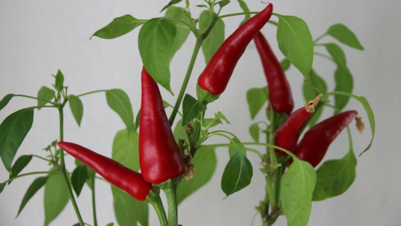 Mirasol Mosco Pueblo Chile Pepper Seeds: Rare Colorado Heirloom - Etsy