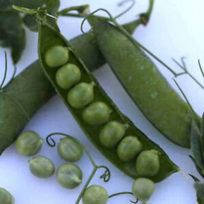 Wando Pea Seeds Heirloom Seeds English Shelling Peas Seeds - Etsy