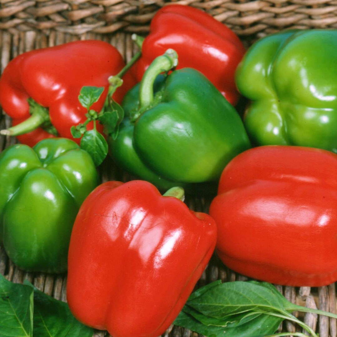 Keystone Giant #3, Sweet Bell Pepper, 20+ Heirloom Garden Seeds Open ...