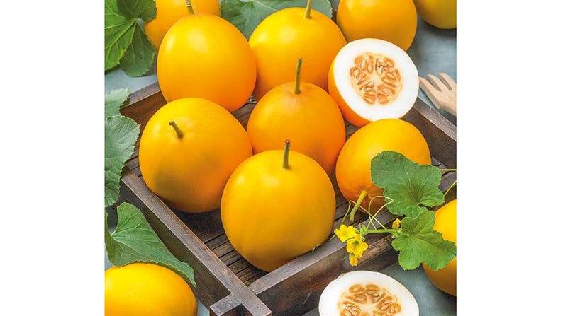 Mango Melon Seeds: Organic Heirloom Vine Peach - Non-gmo - Etsy