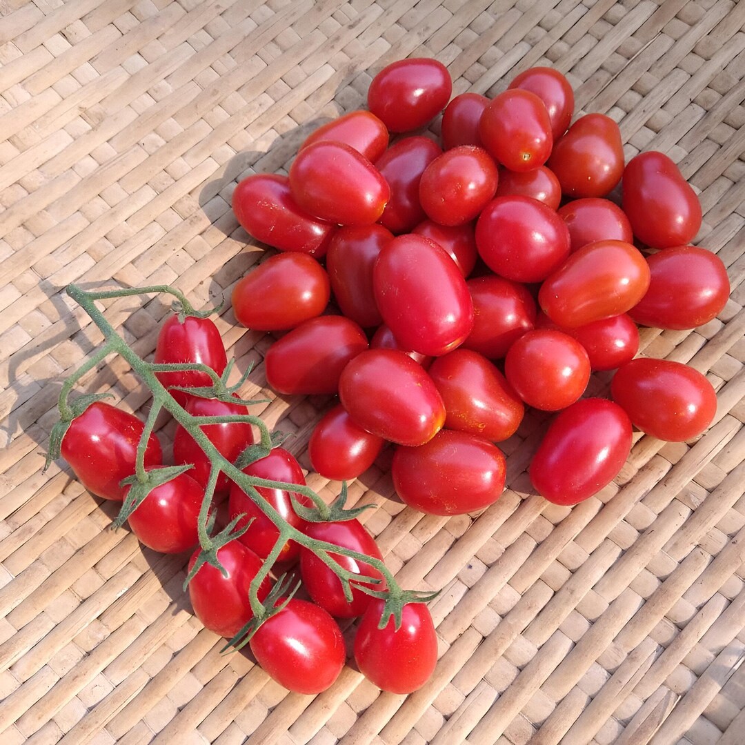 Thai Grape Tomato Seeds 20 Organic Heirloom Seeds Etsy