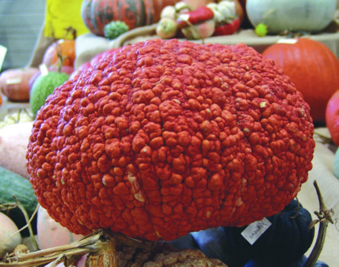 Winter Squash Red Warty Thing Pumpkin Heirloom Seeds C.maxima Essex ...
