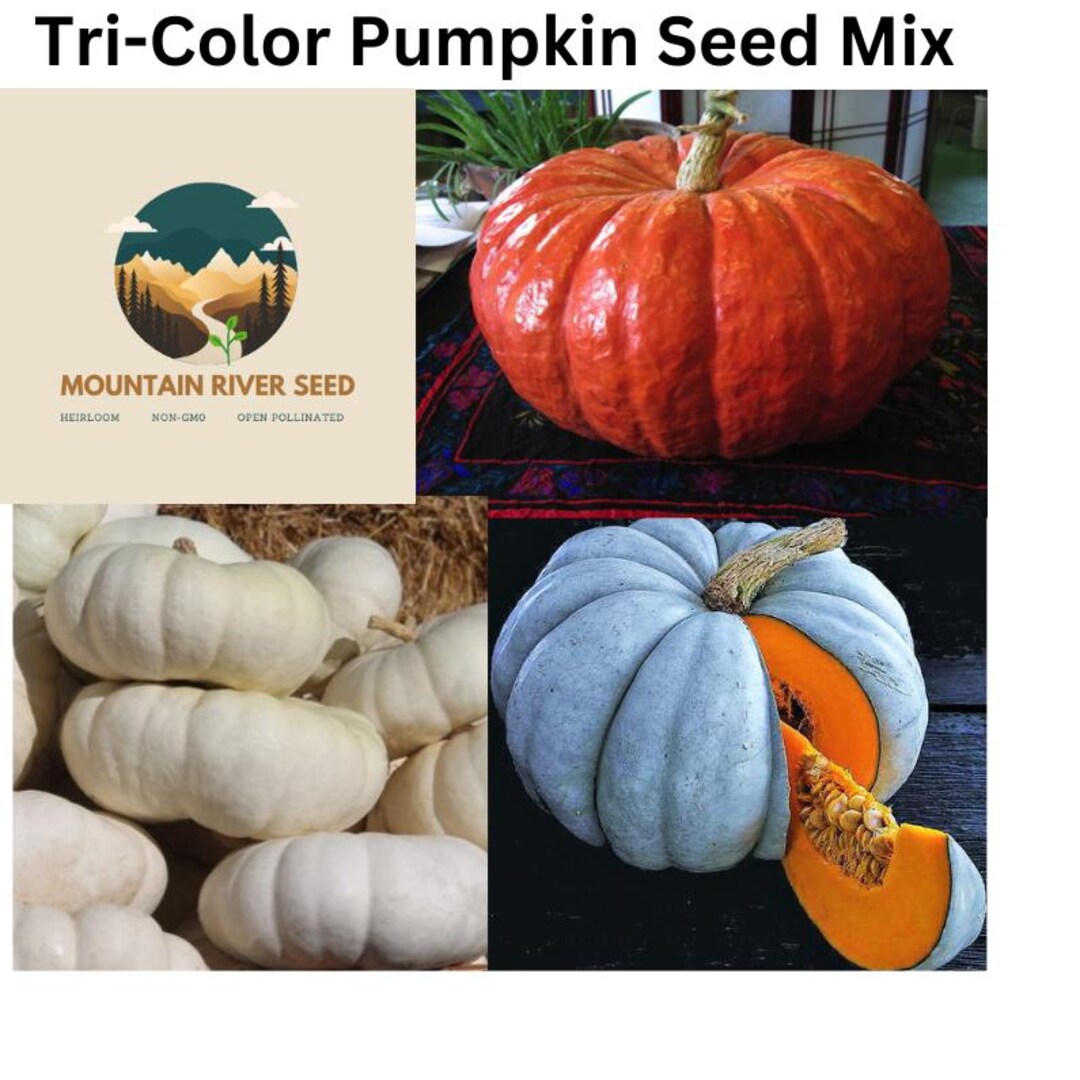 Tri-color Pumpkin Seed Collection: Rare Heirloom Garden Seeds - Etsy