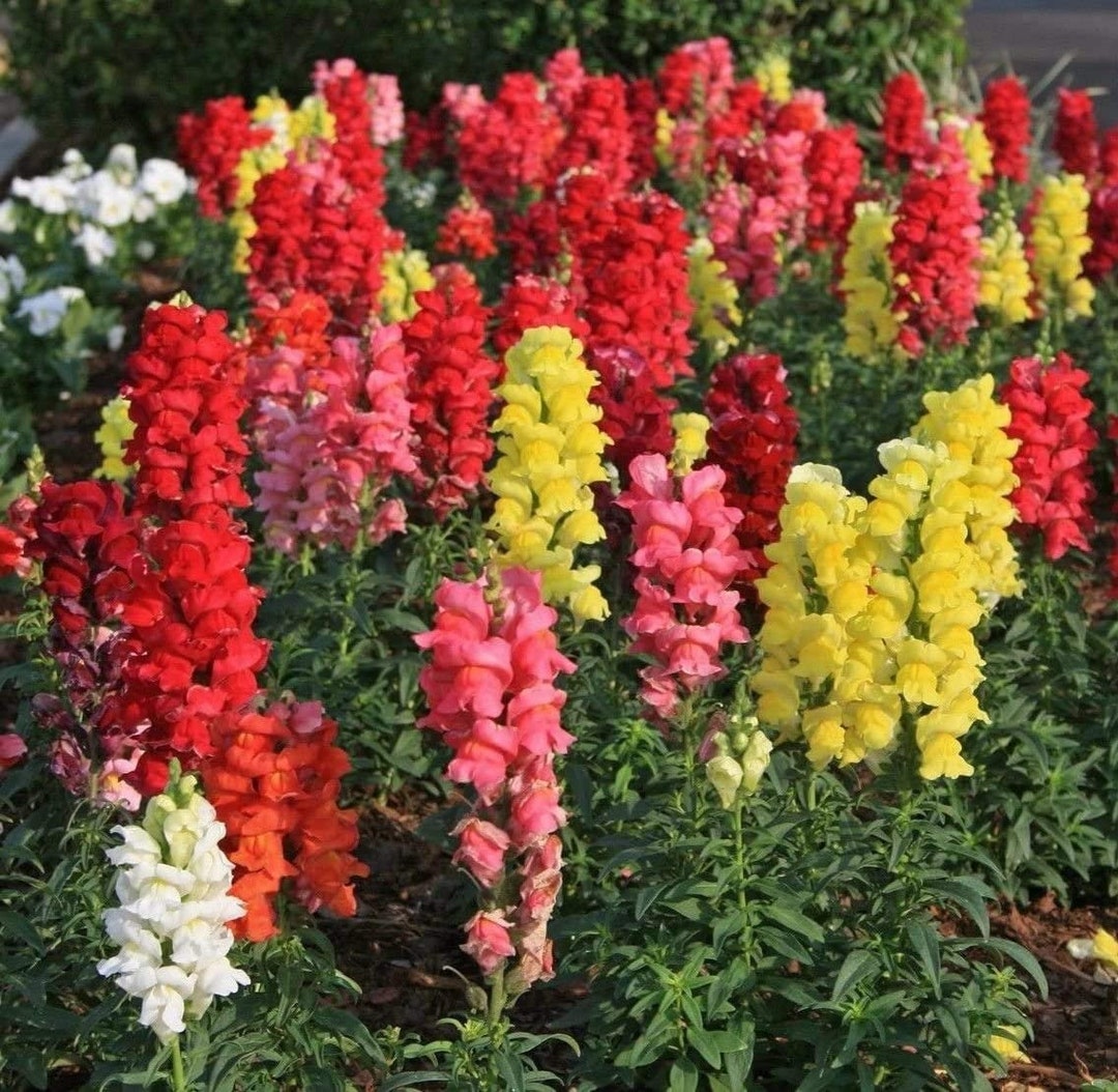 Snapdragon- Tall Spur Mix Seeds -deluxe Tall Mixed Colors - Heirloom - Etsy