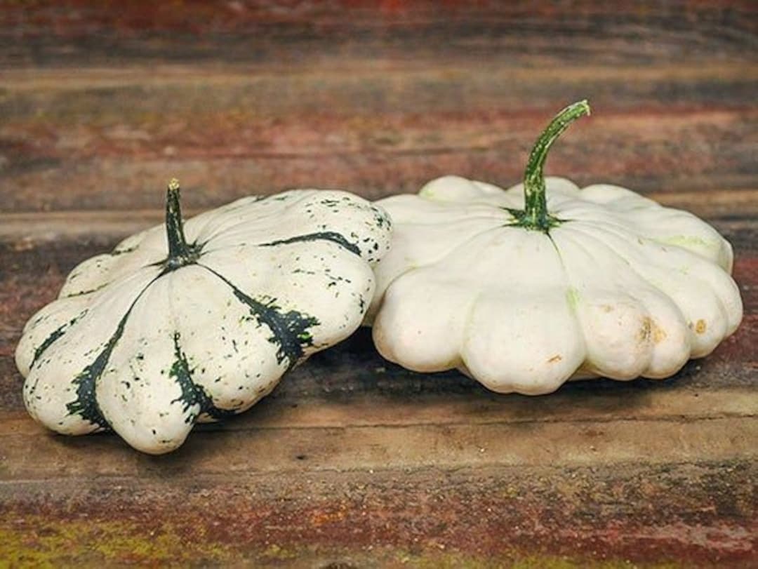 Summer Squash Cream and Green Summer Patty Pan Heirloom Squash pattison ...