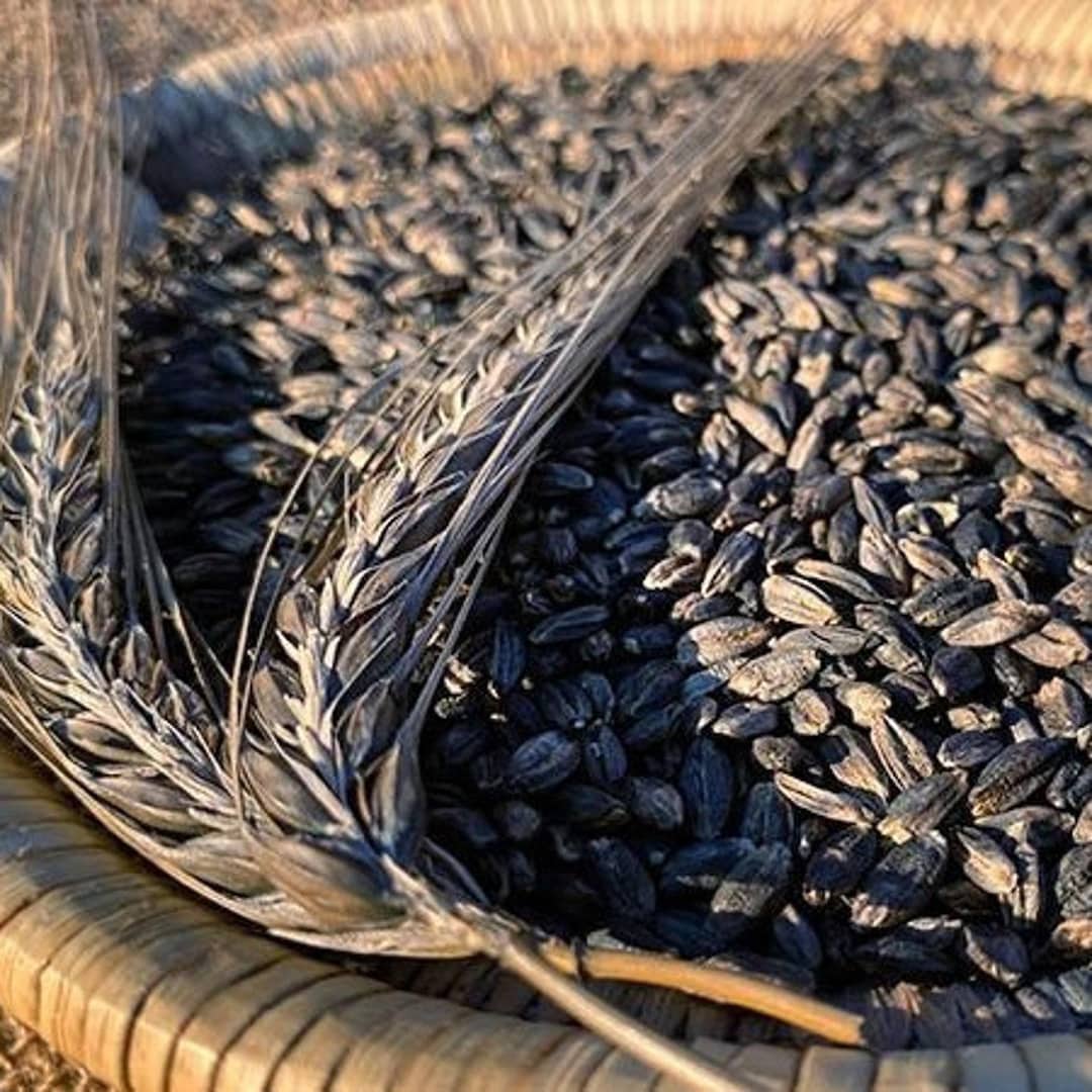 Black Hulless Barley Seeds: Heirloom Grain, Ornamental Display - Etsy