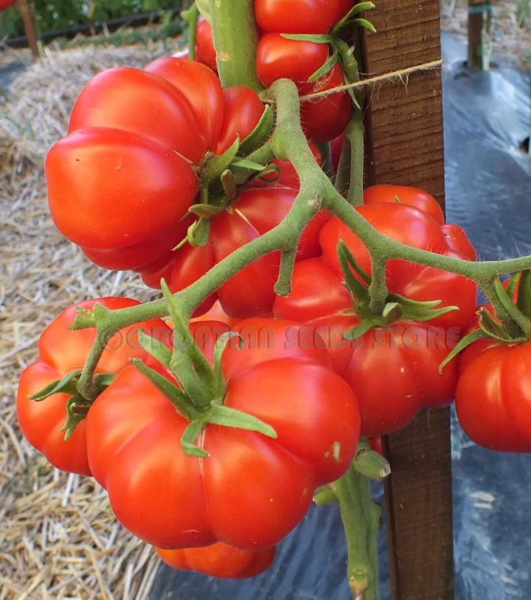 Rosso Sicilian Tomato Seeds: 20+ Italian Heirloom Seeds, Open ...