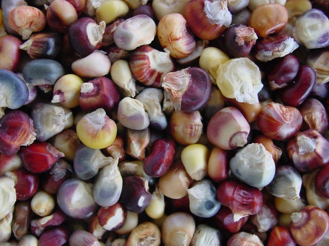 Corn Mandan Bride Flour Corn heirloom Seeds Open Pollinated Corn ...