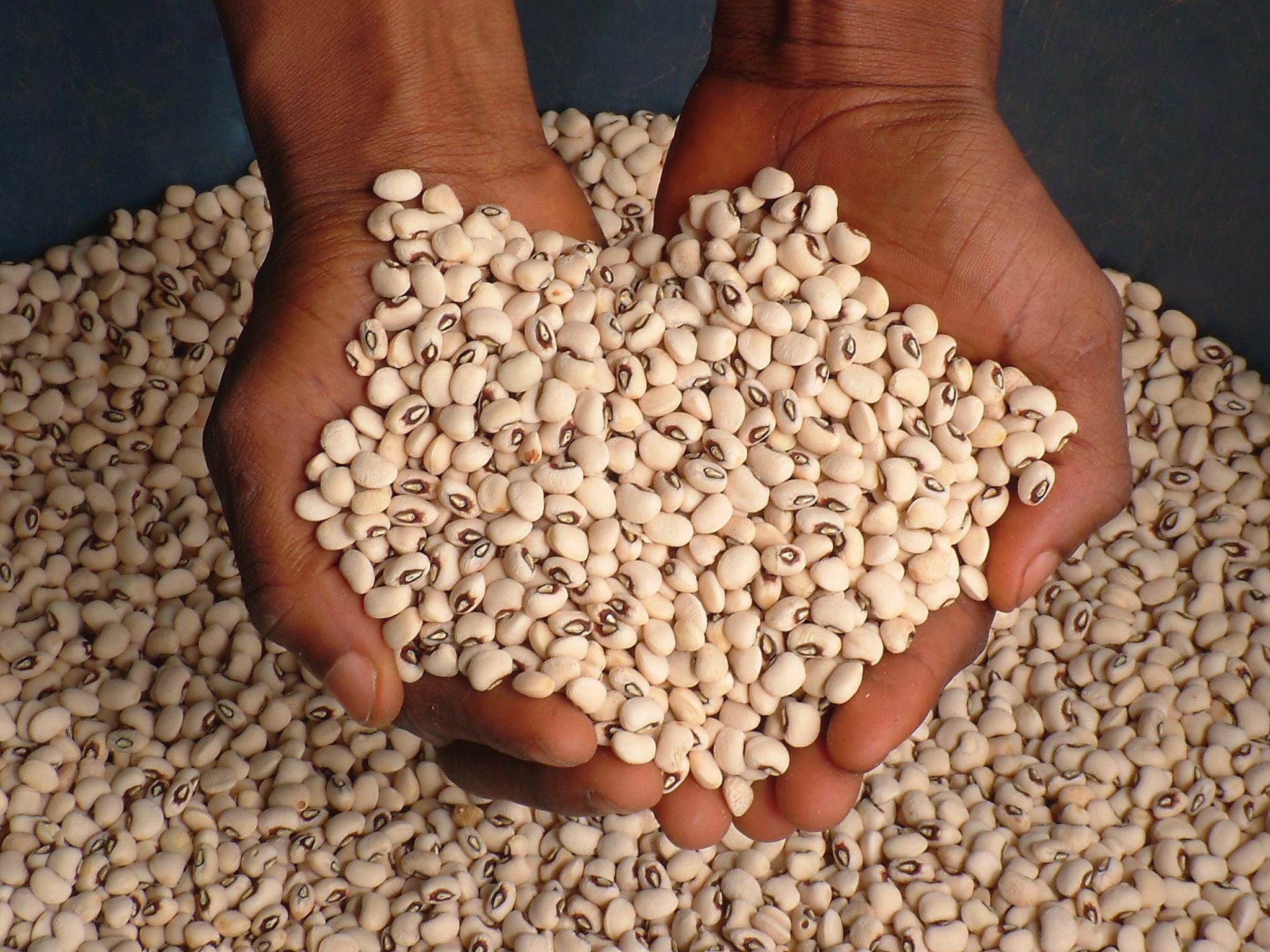Lady Cream Cowpea Seeds: Rare Heirloom, Organic, Pollinator-friendly - Etsy