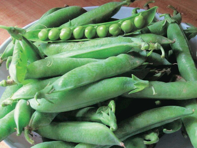Mr. Big Pea Heirloom Garden Seeds: Organic English Pea, Non-gmo - Etsy