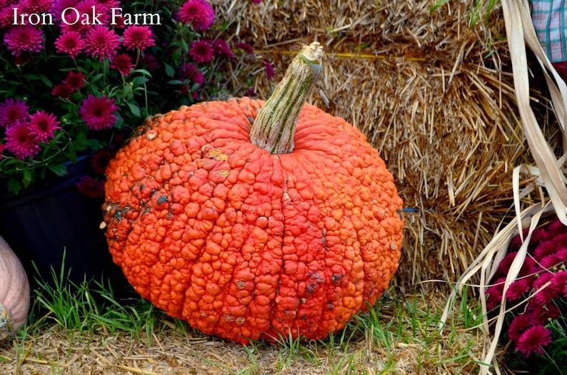 Winter Squash Red Warty Thing Pumpkin Heirloom Seeds C.maxima Essex ...