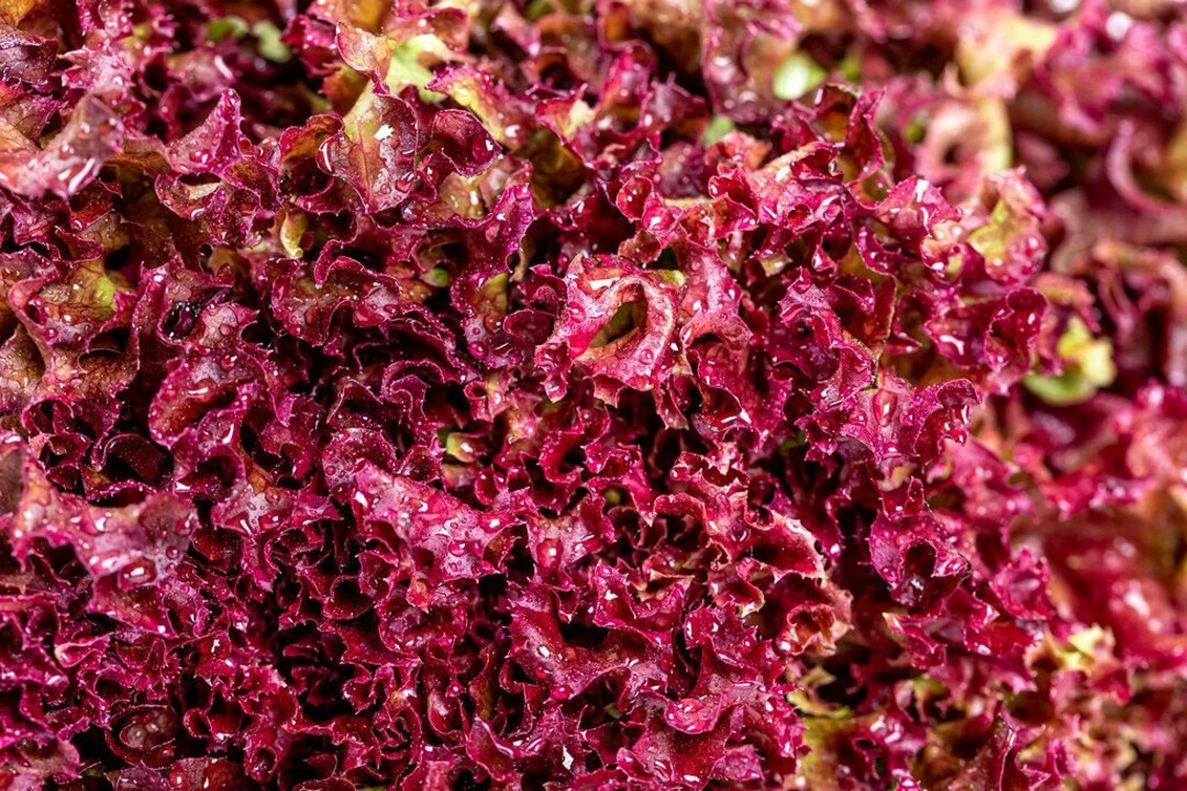 Outredgeous Lettuce- Modern Heirloom Lettuce - Etsy
