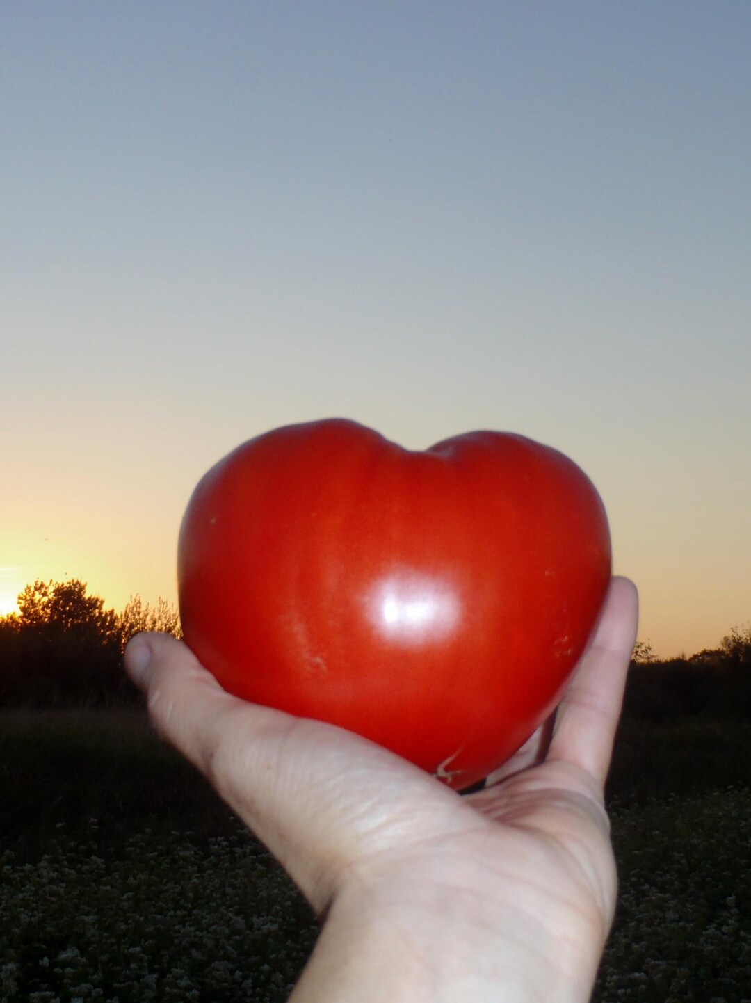 Sunset's Red Horizon, Tomato Seeds, Aka Rostova, Russian Heirloom, Non ...