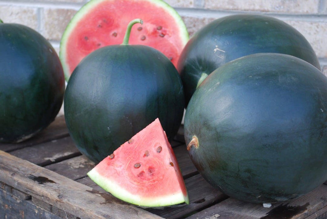 Blacktail Mountain Watermelon Seeds: Early Heirloom Organic Vegetable ...