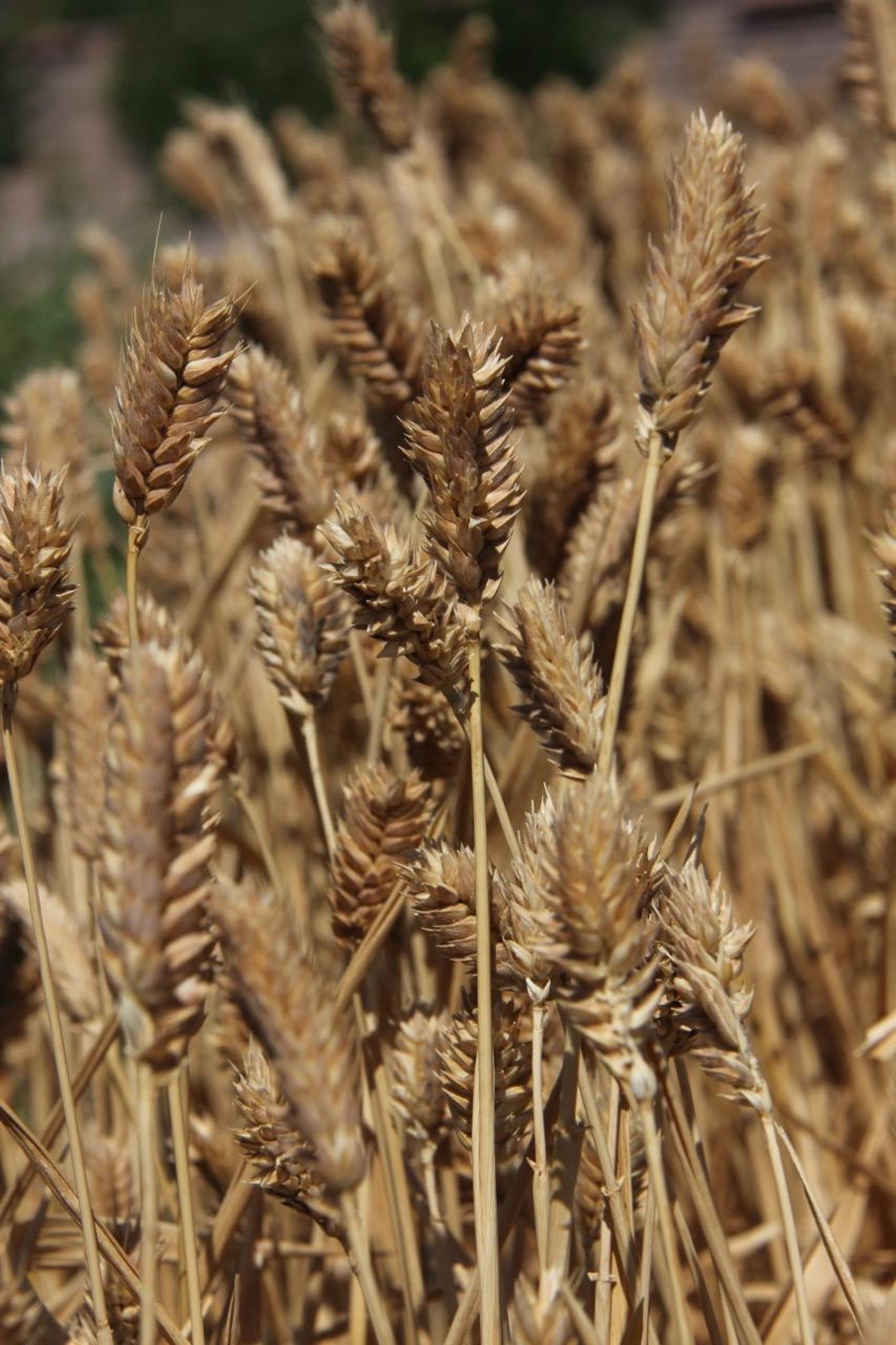 Pima Club Wheat Berries: 350+ Native Heirloom Ancient Grain Seeds ...