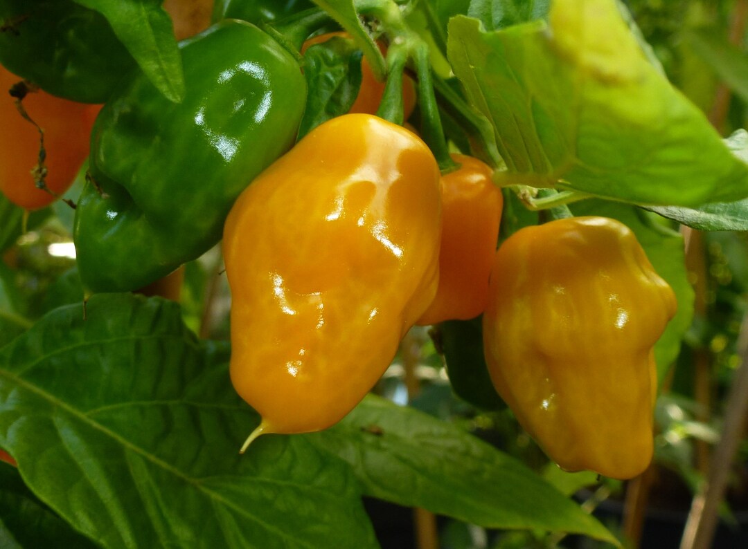 Trinidad Perfume Pepper Seeds: Sweet, Heatless, Heirloom Variety - Etsy