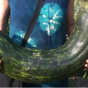 Lunga Di Napoli Winter Squash Seeds: Italian Heirloom, Non-gmo - Etsy
