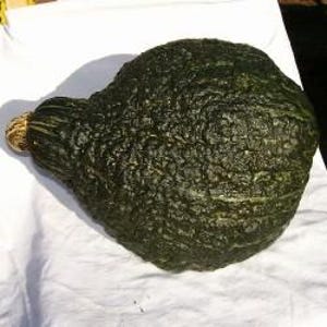 Chicago Warted Green Hubbard, Winter Squash, Heirloom Garden Seeds Open ...