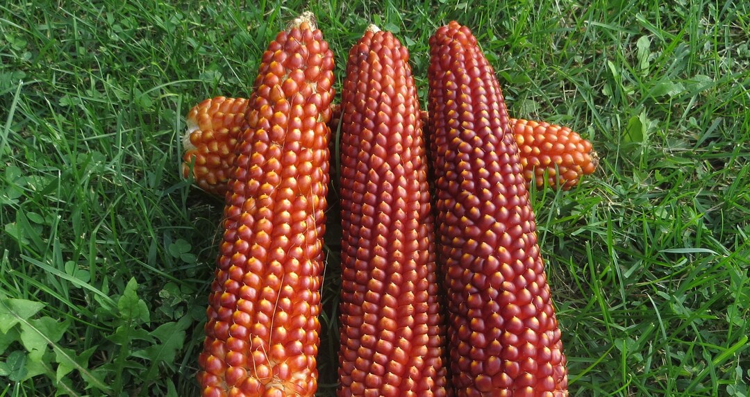Floriani Red Flint Corn Seeds: Heirloom, Open Pollinated, Organic - Etsy