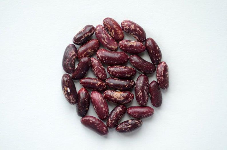 Bert Goodwin Bean Seeds: Maine Heirloom, Organic, Non-gmo - Etsy