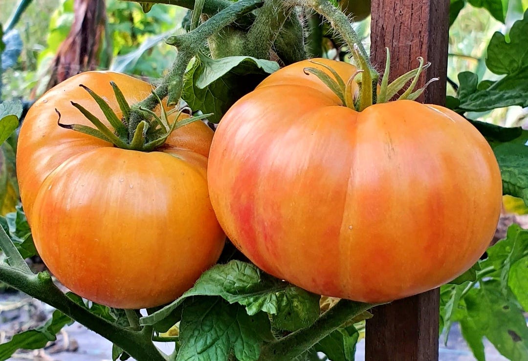 20+ Dwarf Confetti, Dwarf Tomato, Heirloom Garden Seeds Open Pollinated ...