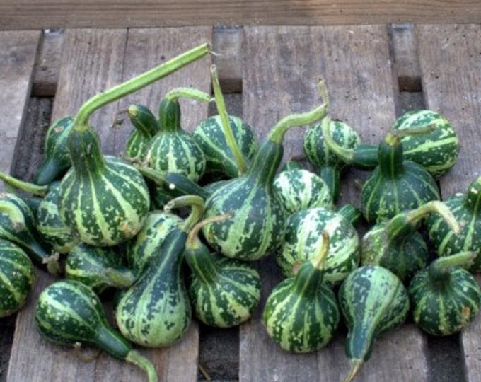 Tennessee Spinner Gourd Seeds - Etsy