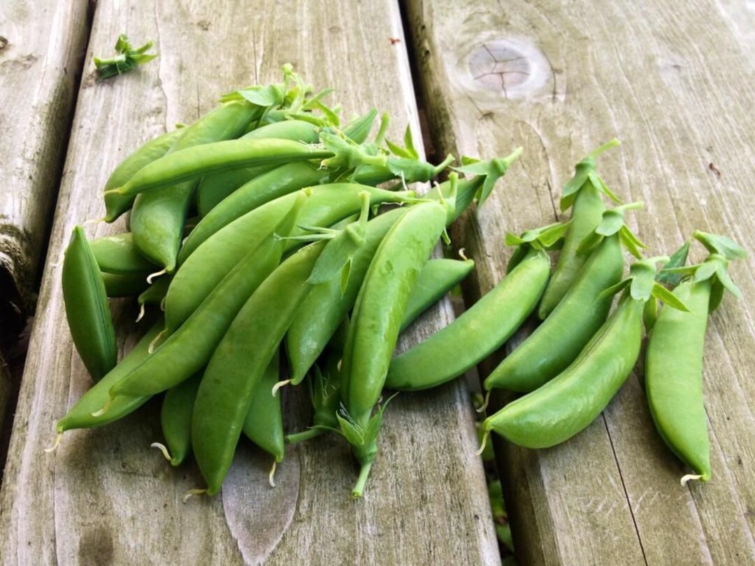 Cascadia, Snap Pea, Organic Heirloom Garden Seeds - Non-gmo, Open ...