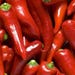 Mirasol Mosco Pueblo Chile Pepper Seeds: Rare Colorado Heirloom - Etsy