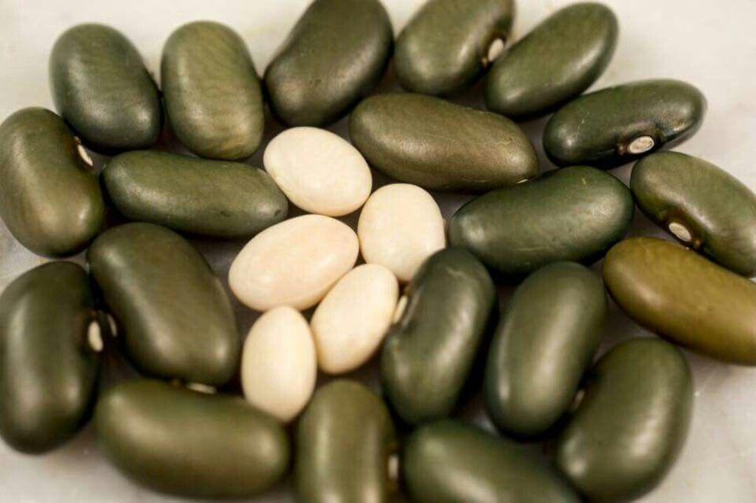 Mbombo Pole Bean Seeds: Rare Kenyan Heirloom, Organic Non-gmo - Etsy