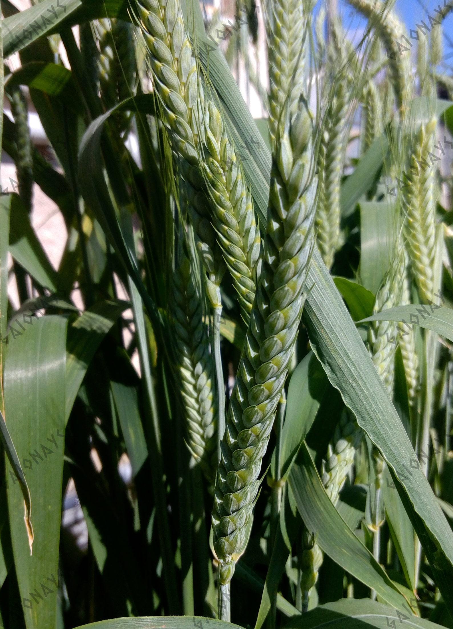 Emmer Wheat Seeds: 550+ Heirloom Grain Seeds - Non-gmo - Etsy