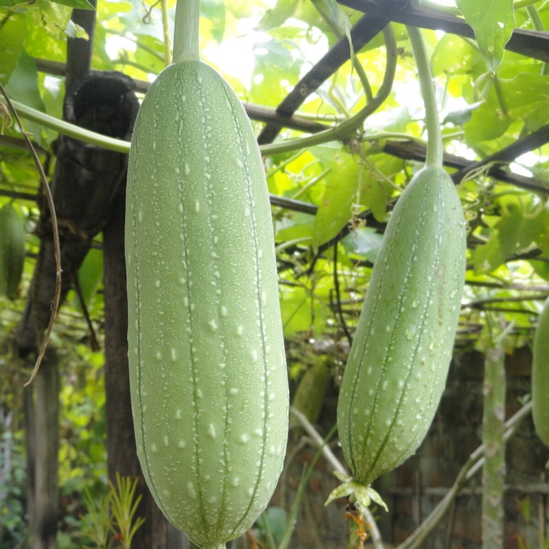 Luffa Sponge - Etsy
