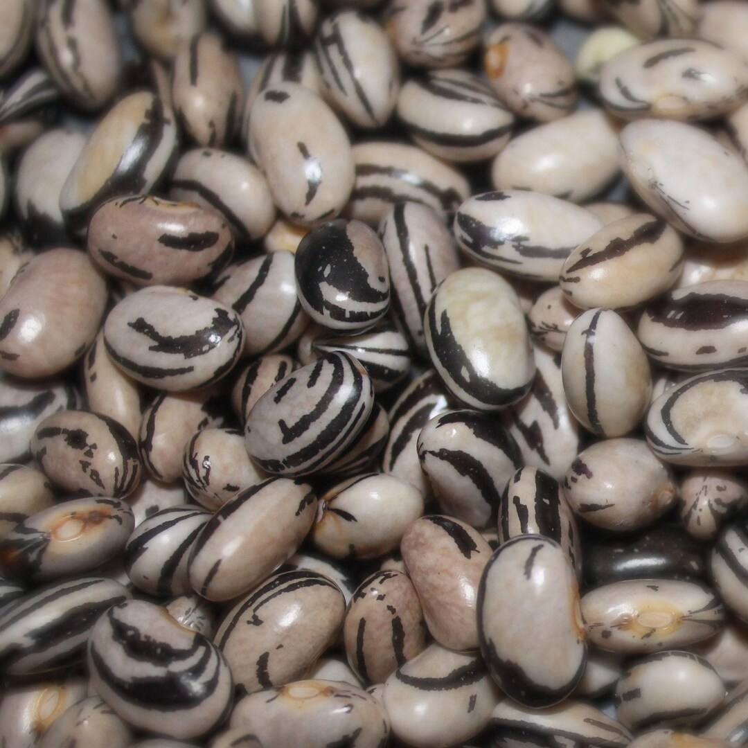 Peregion, Dry Bush, Oregon Organic Heirloom Garden Seeds, Non-gmo, Open ...