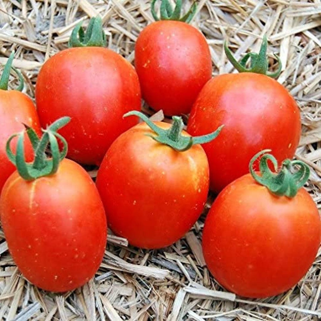 Rio Grande, Paste Tomato, 20+ Heirloom Garden Seeds Open Pollinated ...