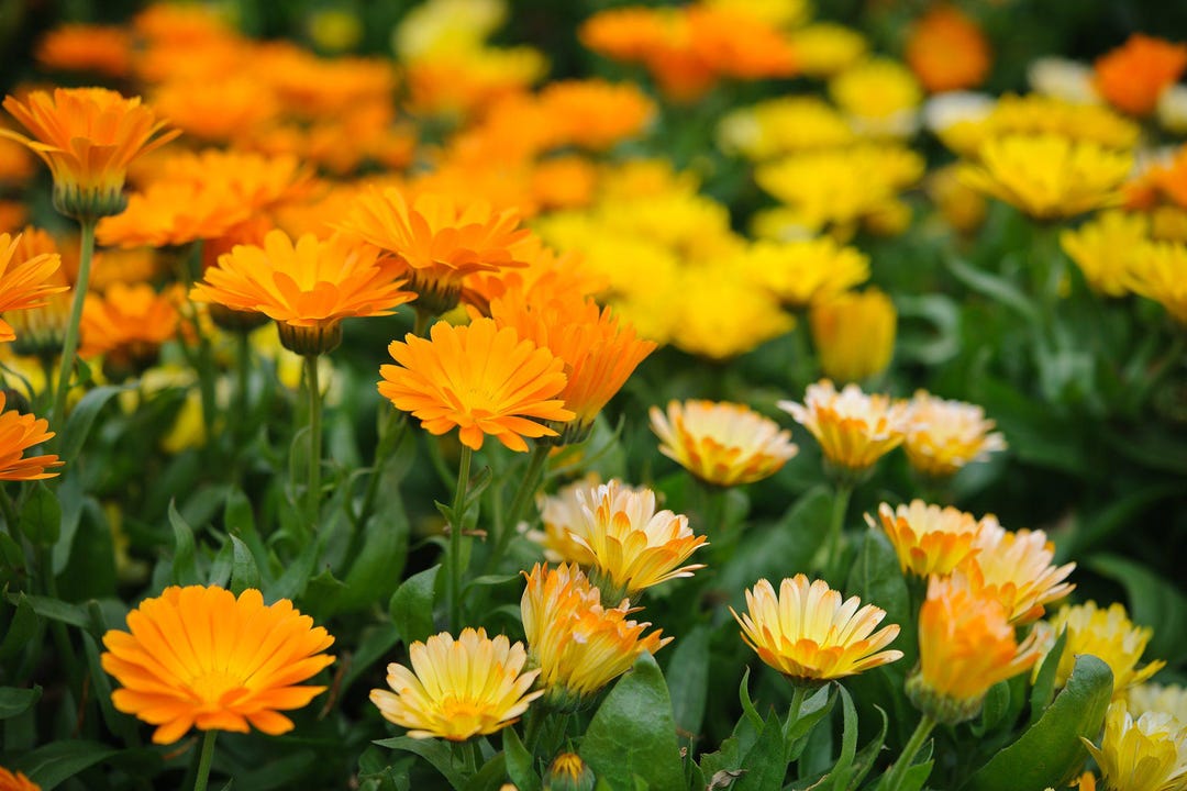 Calendula Officinalis, Fancy Mix, Heirloom Flower Seeds Open Pollinated ...