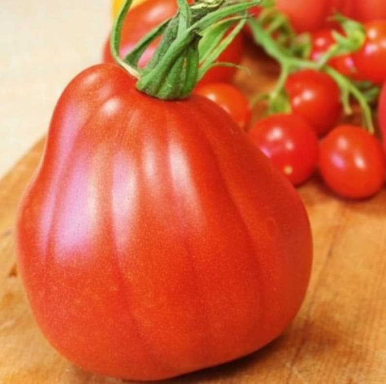 Tomato Cuor Di Bue Tomato Aka Bull's Heart-italian Heirloom Oxheart 20 ...