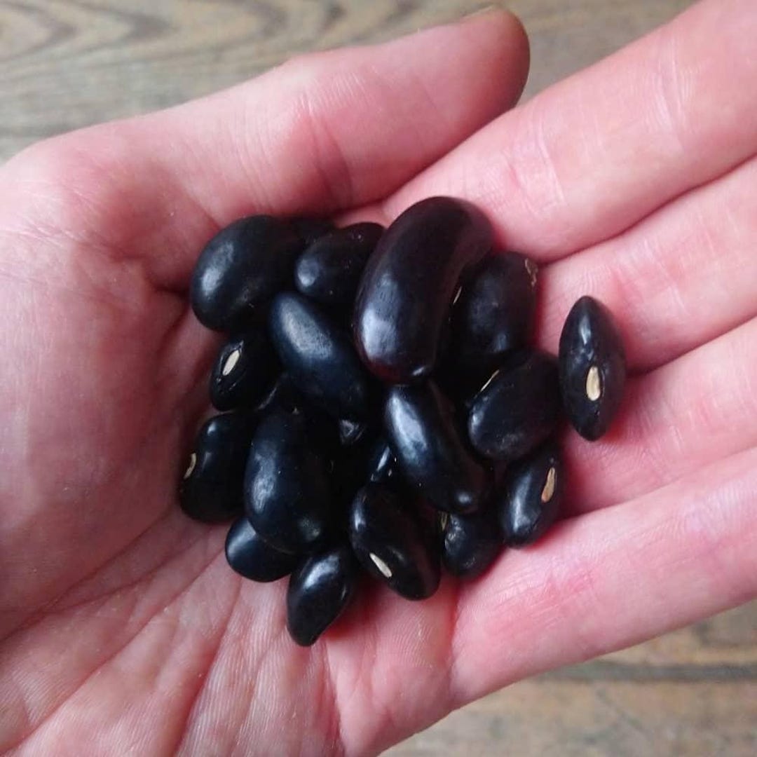 Ayocote Negro Bean Seeds, Heirloom Pole Runner, Open Pollinated - Etsy