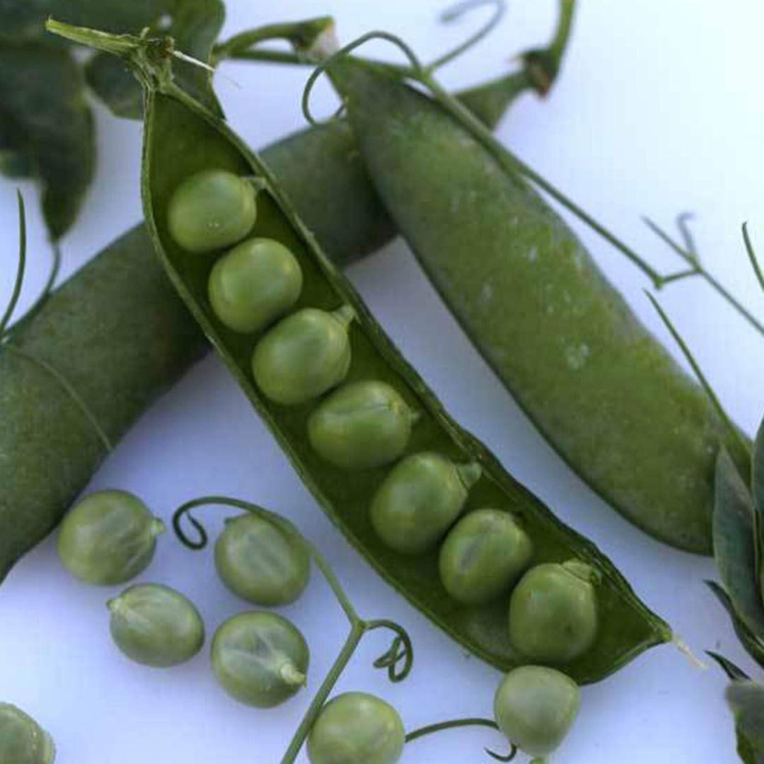 Wando, Pea Seeds- English Heirloom Garden Seeds Open Pollinated ...