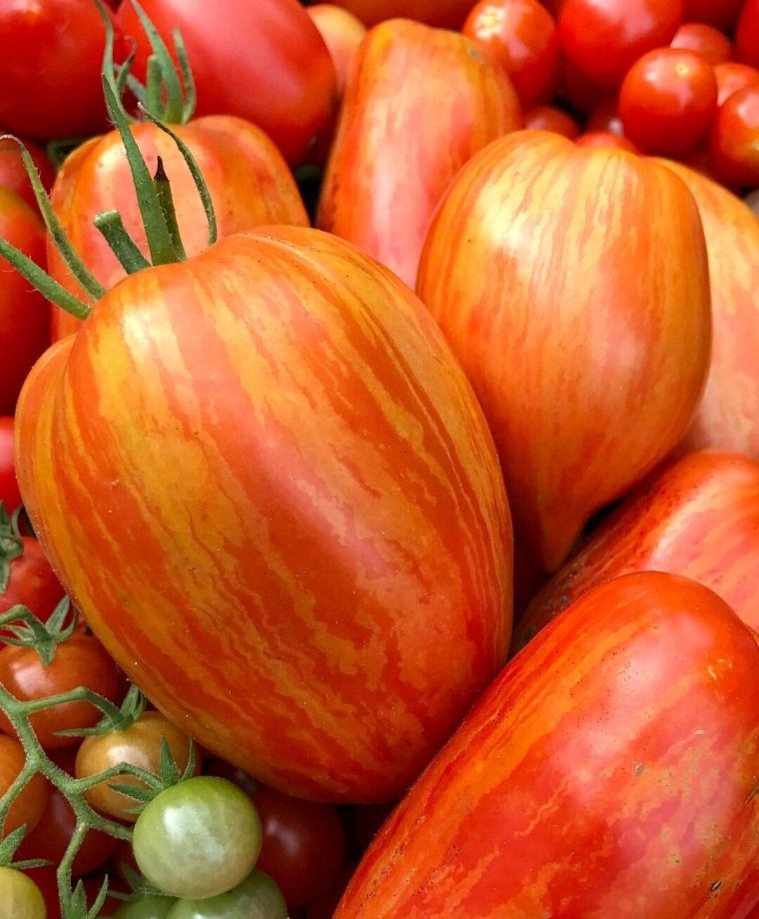 Speckled Roman Tomato Seeds: Heirloom Paste Tomato, Open Pollinated - Etsy