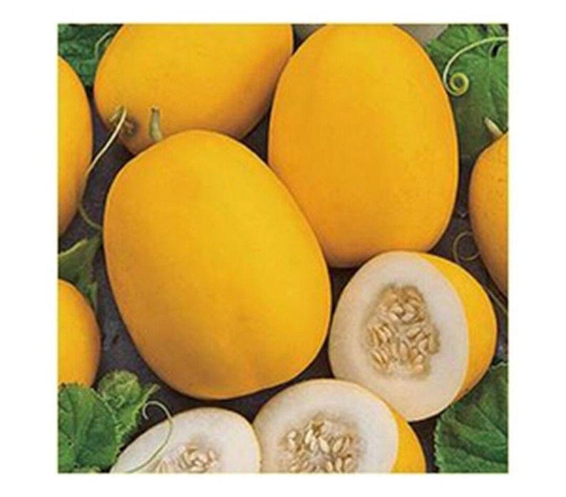 Mango Melon Seeds: Organic Heirloom Vine Peach - Non-gmo - Etsy