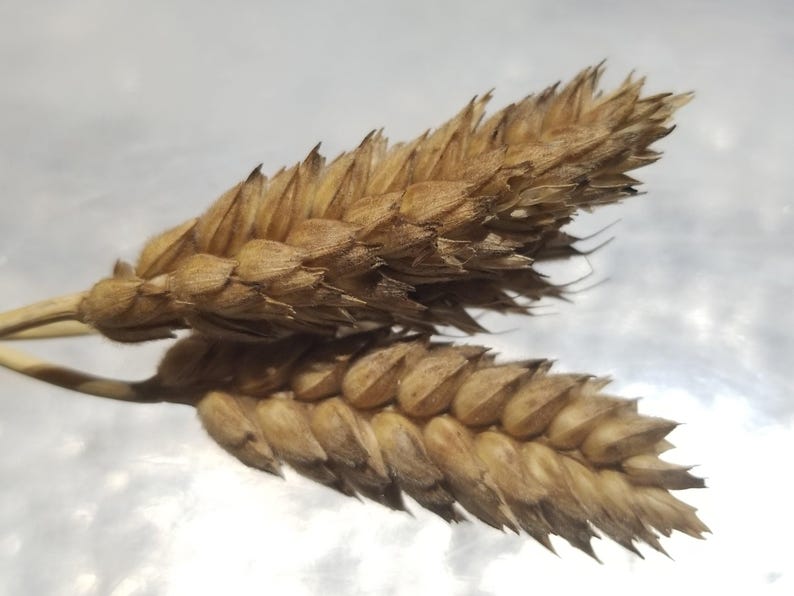 Pima Club Wheat Berries: 350+ Native Heirloom Ancient Grain Seeds ...