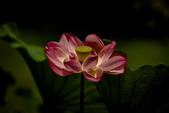 Lotus Flower Blooming Stages