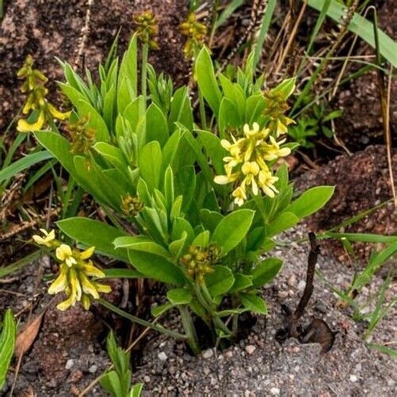 Bangalala - Eriosema Kraussianum - Organic Root Powder! - Etsy