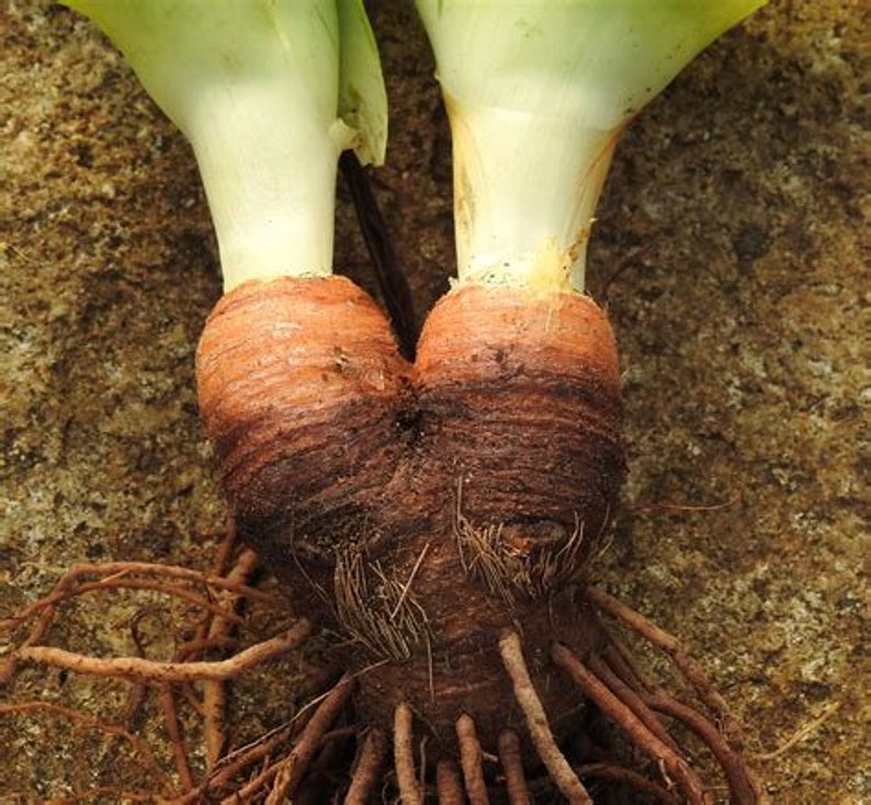 Bulbine Natalensis - Pure Organic Root Powder! - Etsy