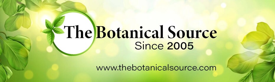 African Ginger Siphonochilus Aethiopicus - Etsy