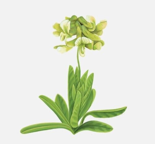 Bangalala - Eriosema Kraussianum - Organic Root Powder! - Etsy