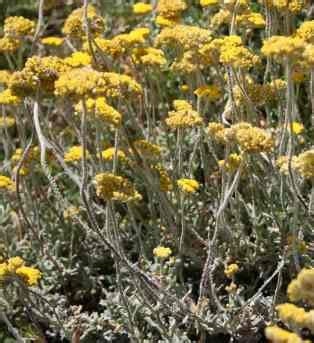 Imphepho - Helichrysum Odoratissimum - Etsy