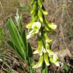 Bangalala - Eriosema Kraussianum - Organic Root Powder! - Etsy Australia